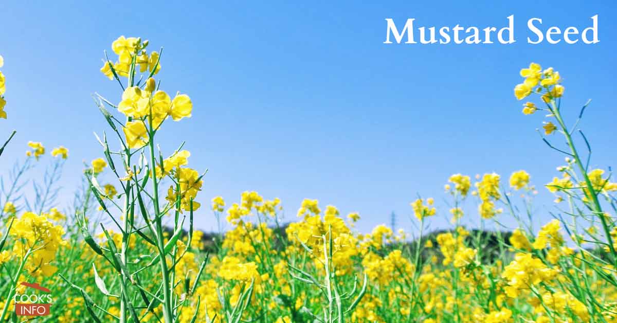 Mustard Seed - CooksInfo