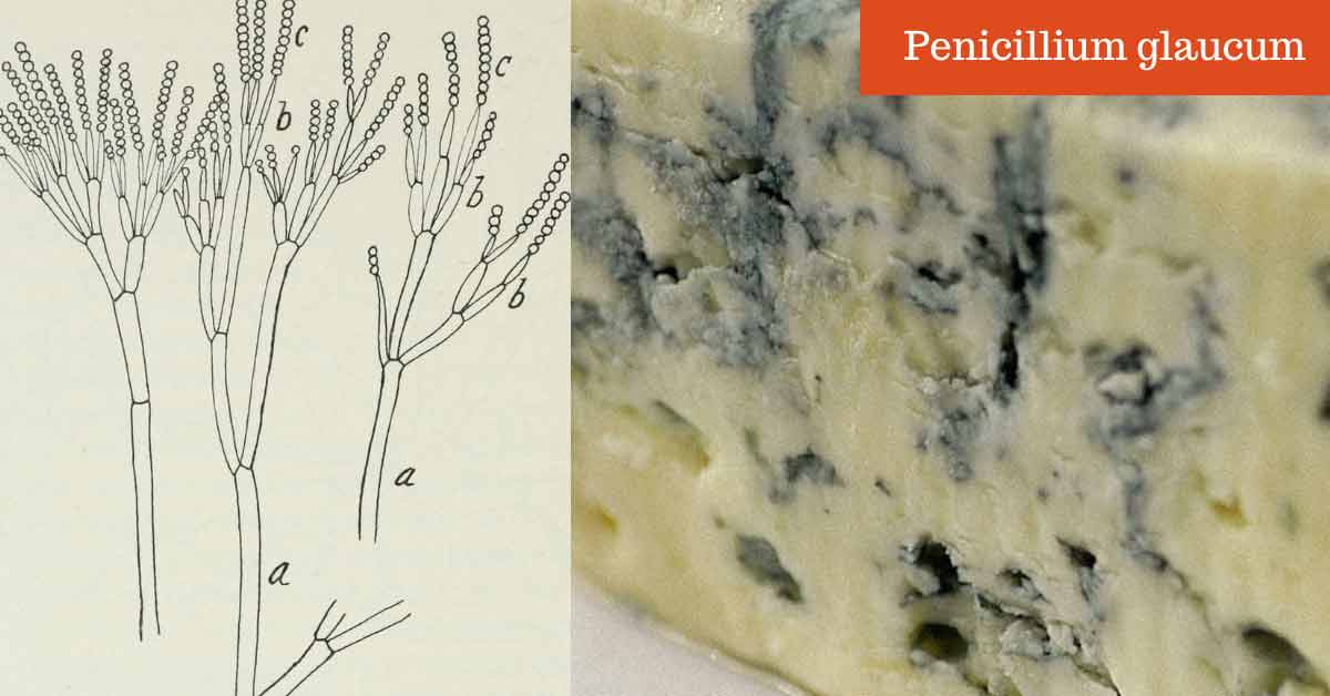 Penicillium Glaucum - CooksInfo